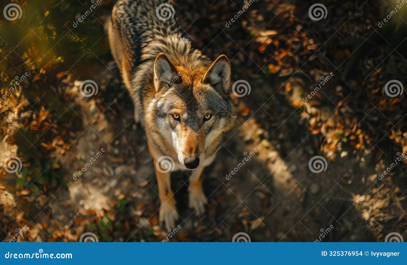 Top View of a Wolf Prowling through the Forest Stock Photo - Image of ...