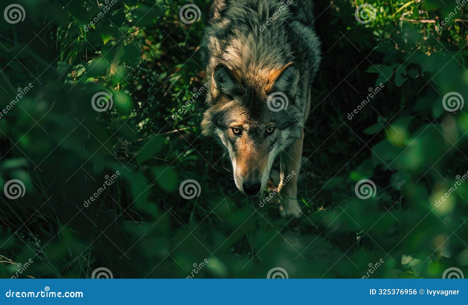 Top View of a Wolf Prowling through the Forest Stock Photo - Image of ...