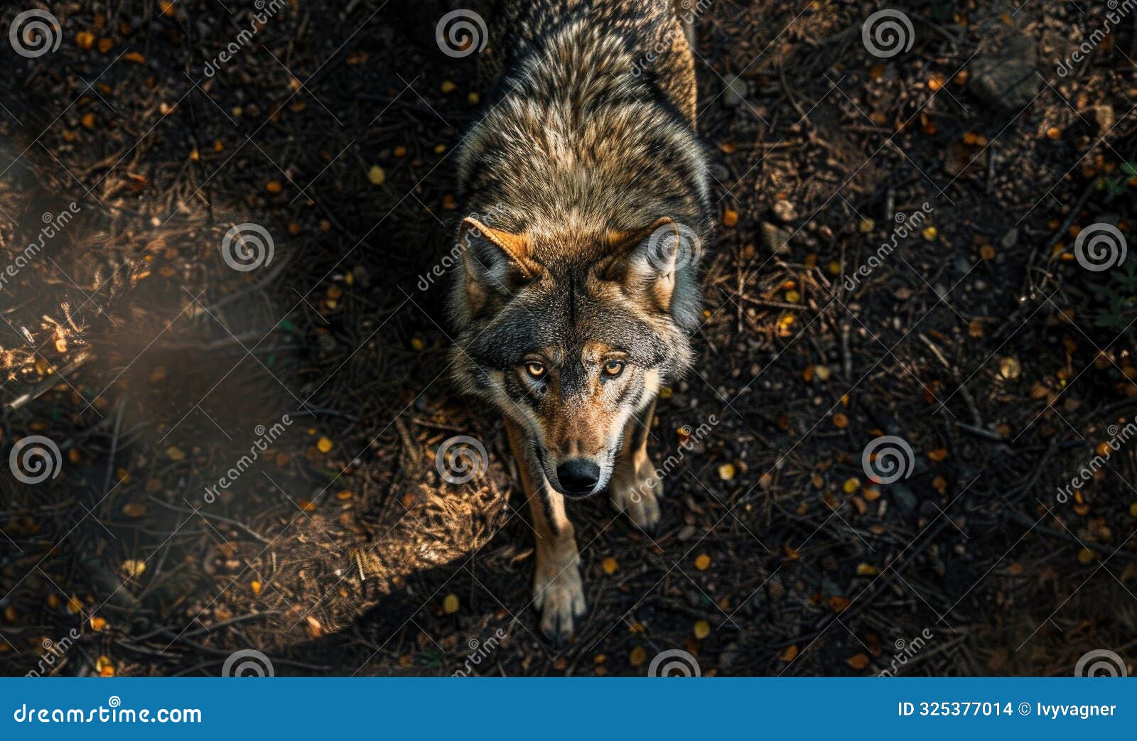 Top View of a Wolf Prowling through the Forest Stock Photo - Image of ...