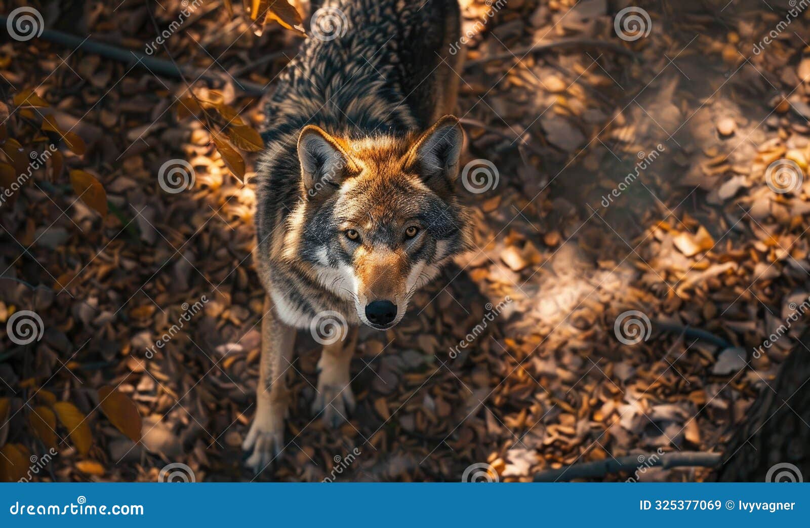 Top View of a Wolf Prowling through the Forest Stock Image - Image of ...