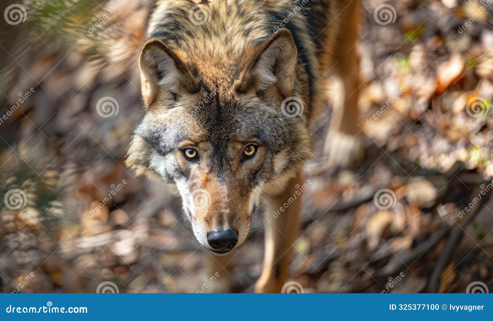 Top View of a Wolf Prowling through the Forest Stock Photo - Image of ...