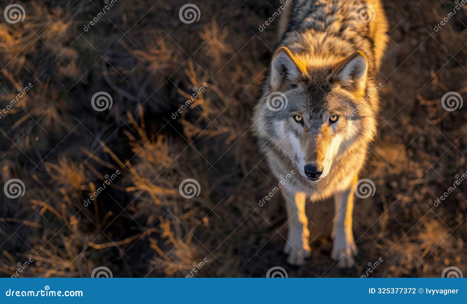 Top View of a Wolf Stalking Prey in the Forest Stock Photo - Image of grey, forest: 325377372