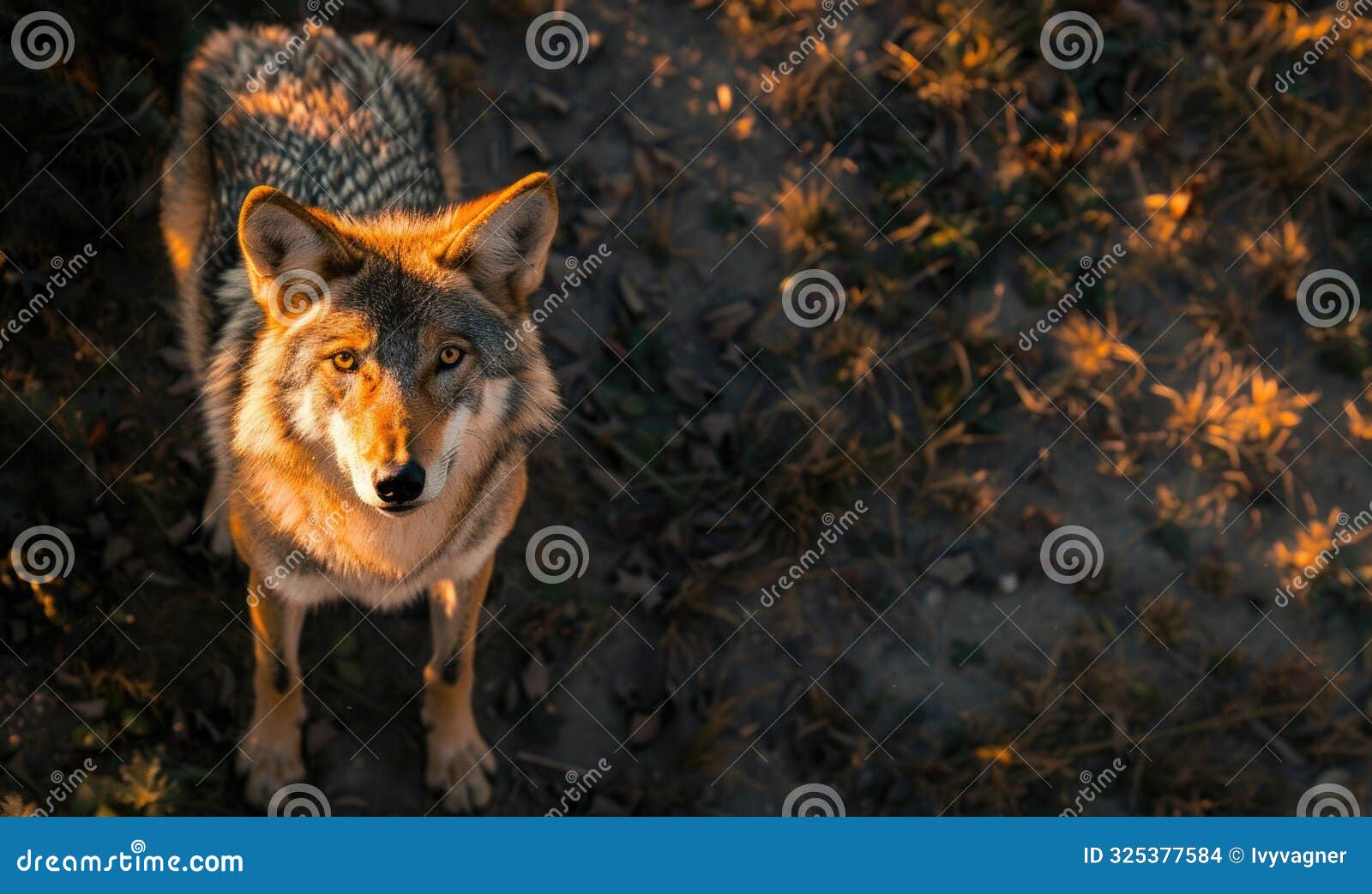 Top View of a Wolf Stalking Prey in the Forest Stock Photo - Image of ...