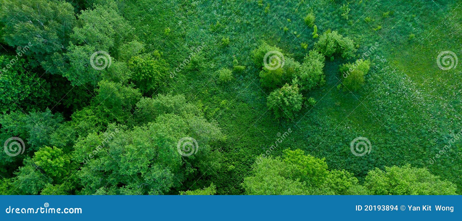 Top view of woodlands stock photo. Image of reserve, forest - 20193894