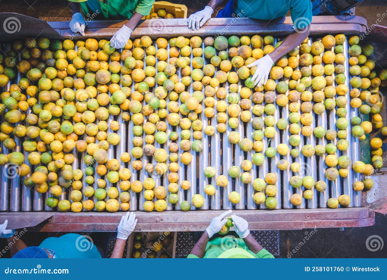 Processing Fruit Production Factory Citrus Process Harvest Conveyor ...