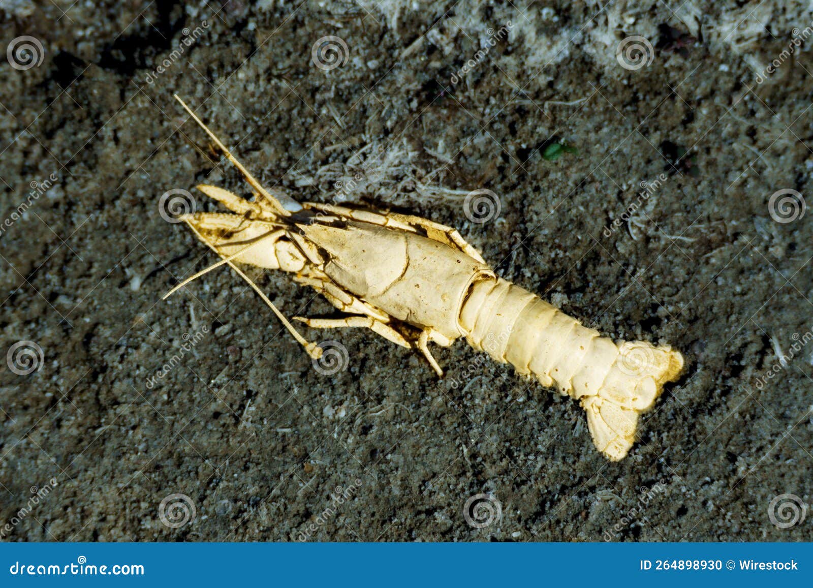 Top View of a Yellow Crayfish on Rough Dirt Ground Stock Photo - Image ...
