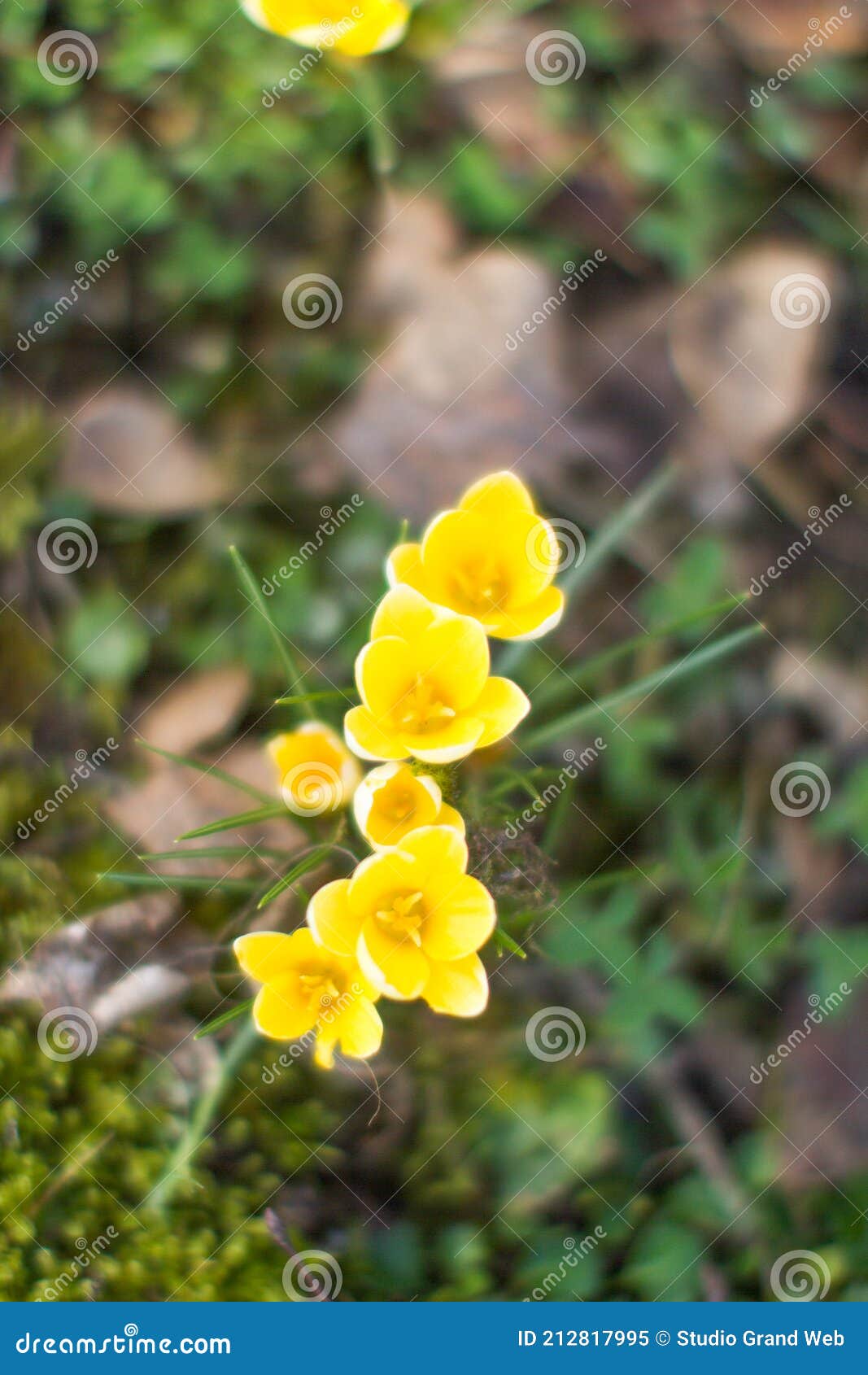 Top View of Yellow Crocus Flowers Over Soft Blurred Grass Stock Image ...