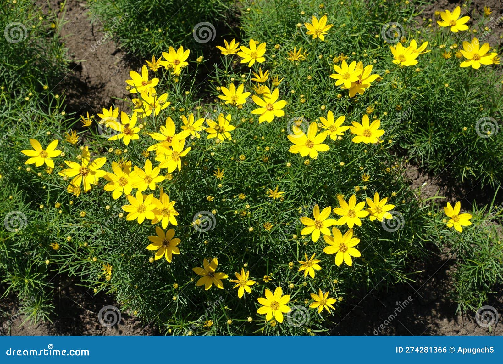 Top View of Yellow Flowers of Coreopsis Verticillata Stock Photo ...