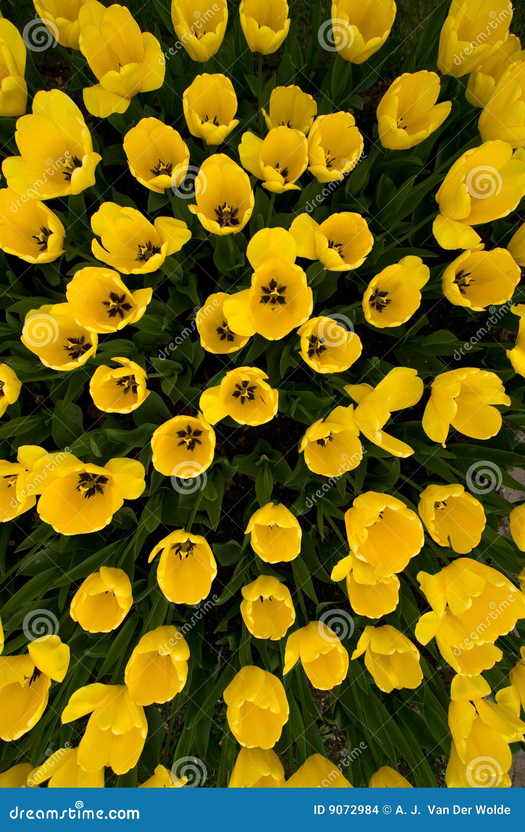 Top view of yellow tulips stock photo. Image of natural - 9072984