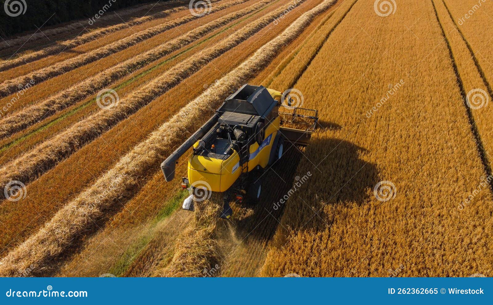 A Top View of a Yellow Wheat Field Cut by a Combine Harvester Editorial ...