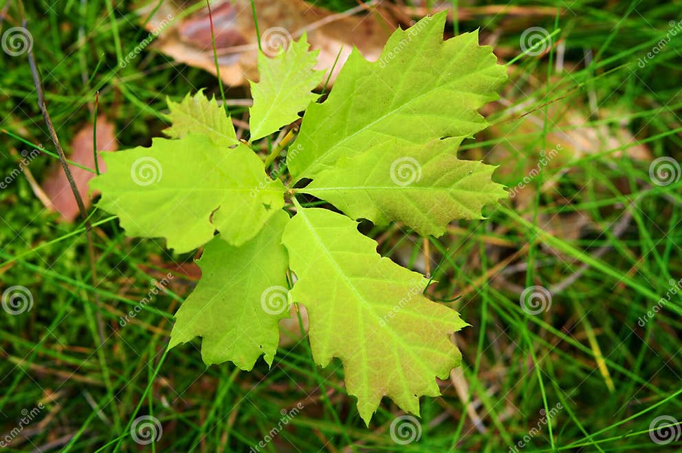 Top View of a Young Oak Tree. Stock Photo - Image of forest, detail ...