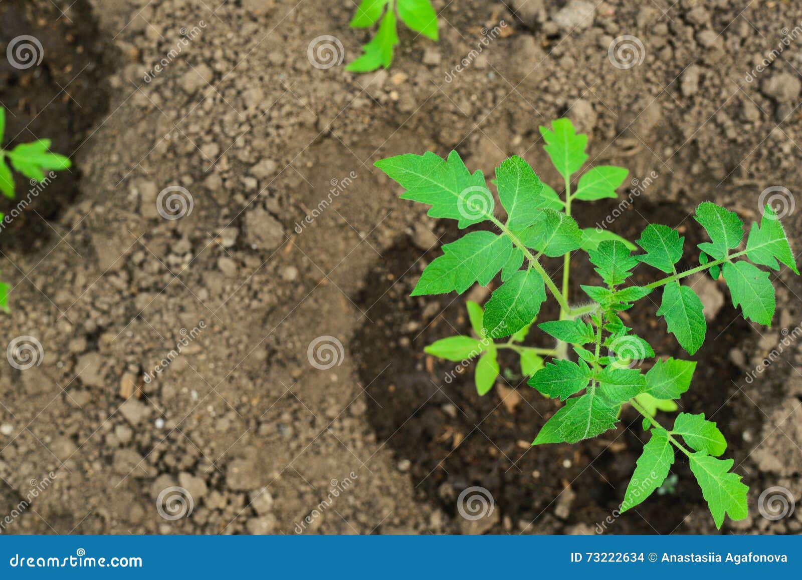 Top View Young Tomato Plant in Open Ground Stock Photo - Image of ...