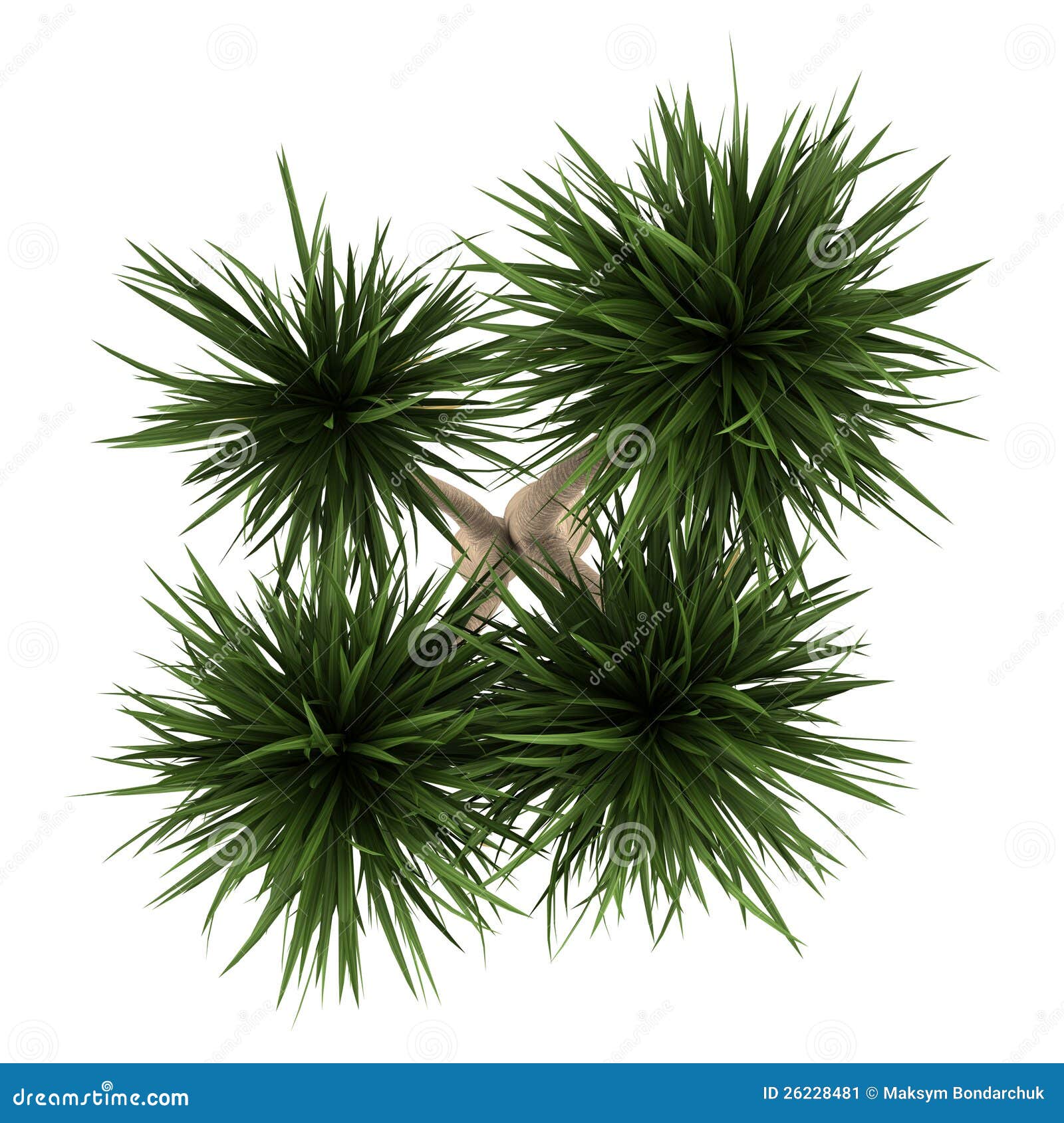 Palm Tree Top View Vector Top View Of Palm Tree Stock Vector Images