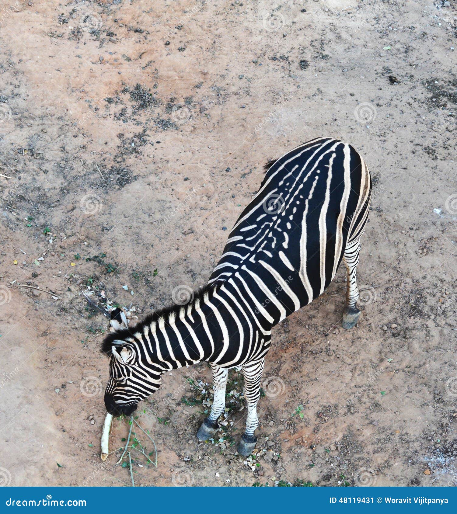 Top view zebra stock image. Image of africa, black, area - 48119431