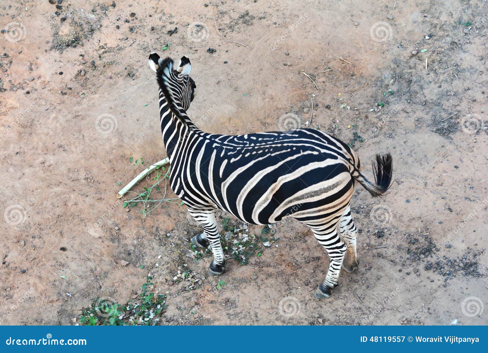 Top view zebra stock image. Image of baby, grass, african - 48119557