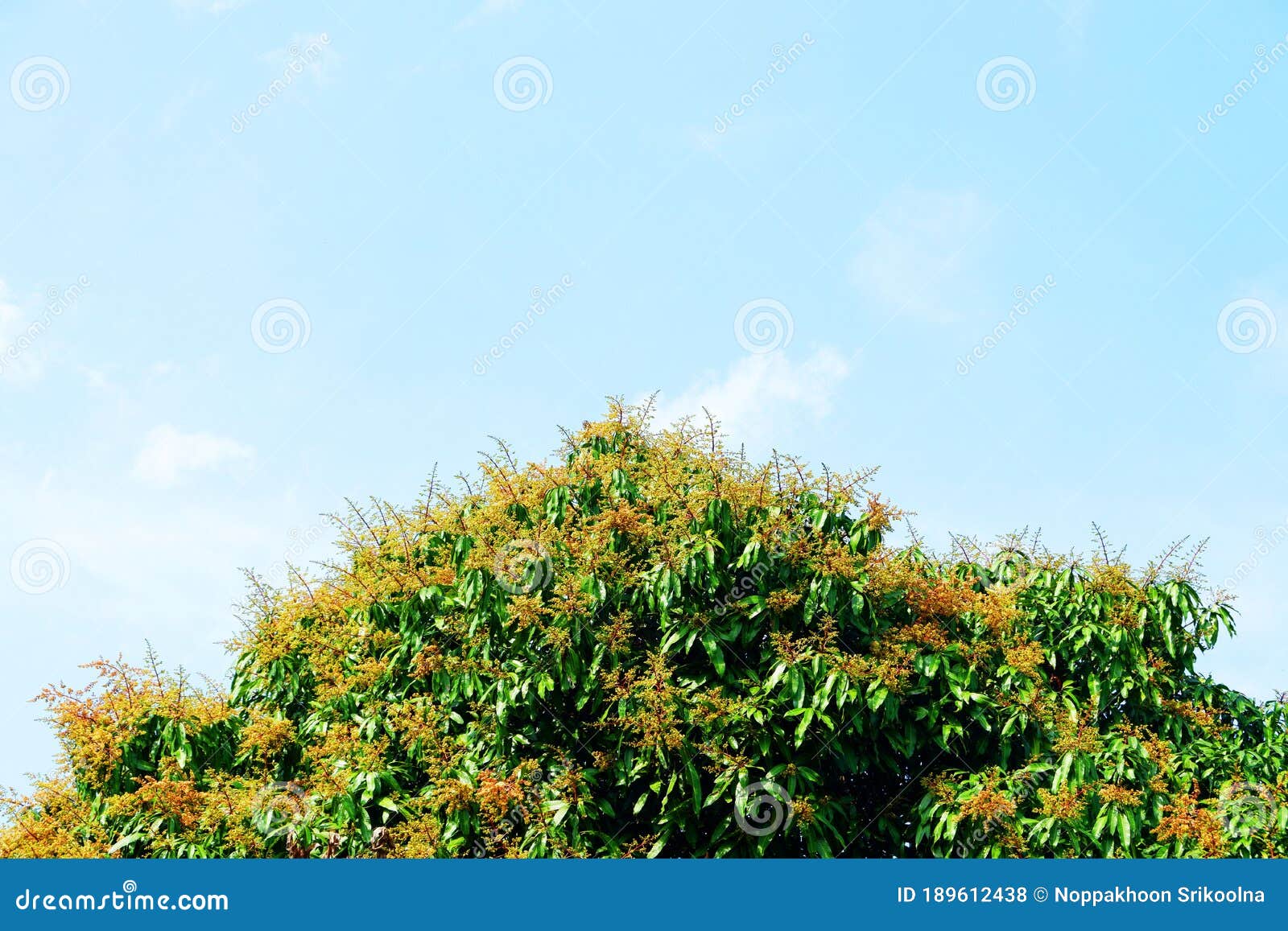 Top Young of Mango Tree is Growing Stock Photo - Image of flower ...