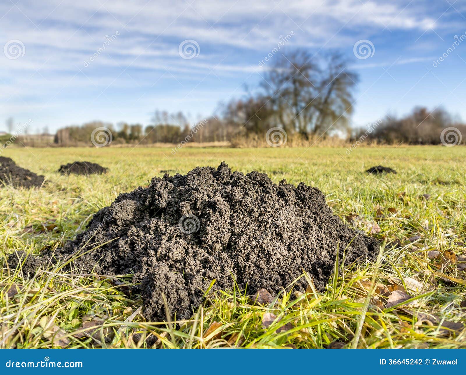Topera foto de archivo. Imagen de topos, afuera, planta - 36645242