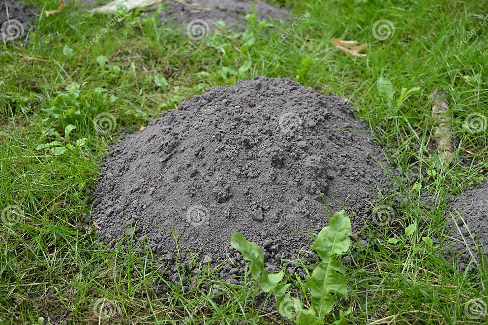 Topera - Construya Recientemente Imagen de archivo - Imagen de hierba ...