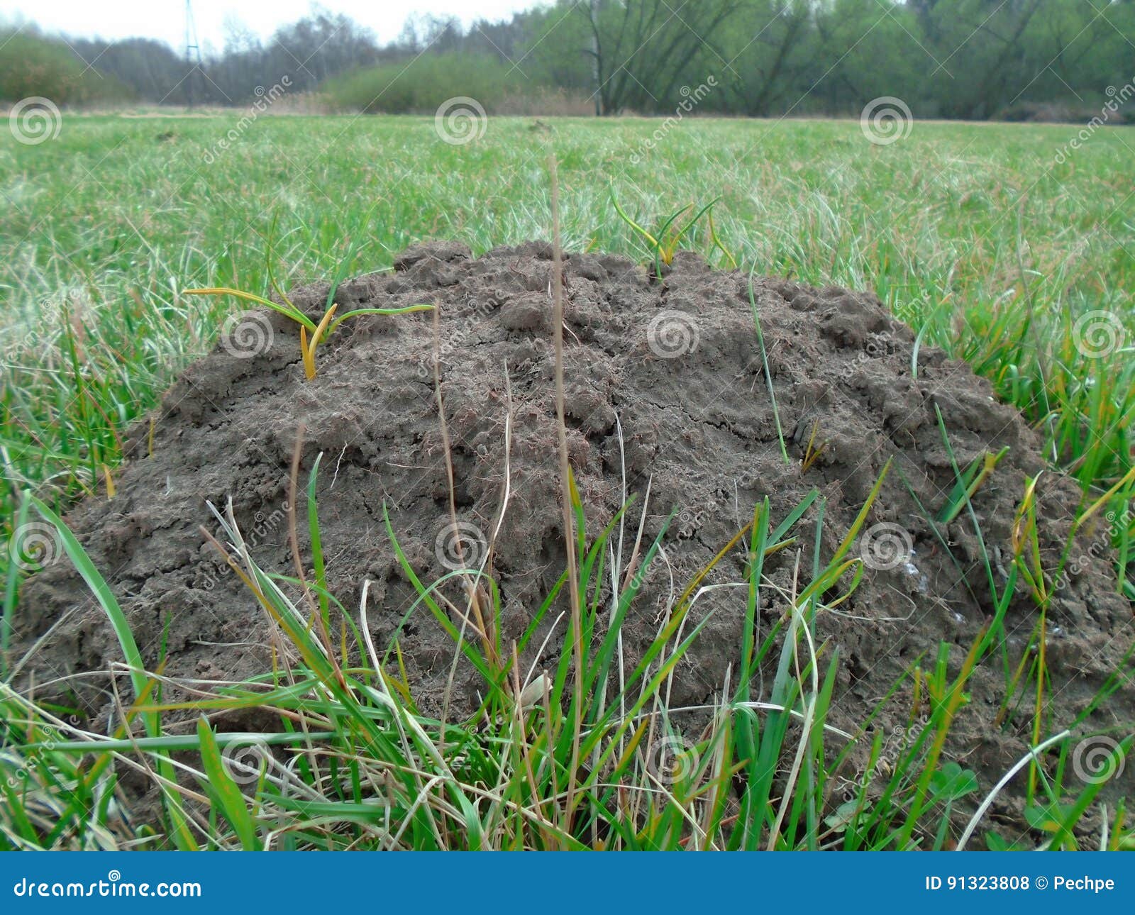 Topera en el prado foto de archivo. Imagen de exterior - 91323808