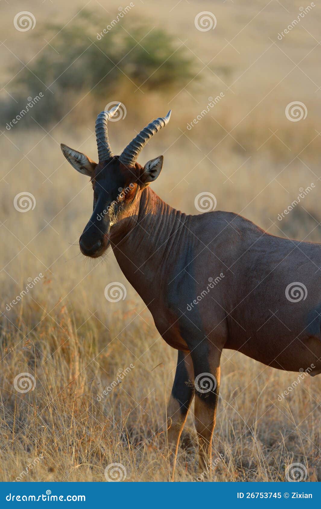 Topi stock image. Image of sunset, mammal, standing, animal - 26753745