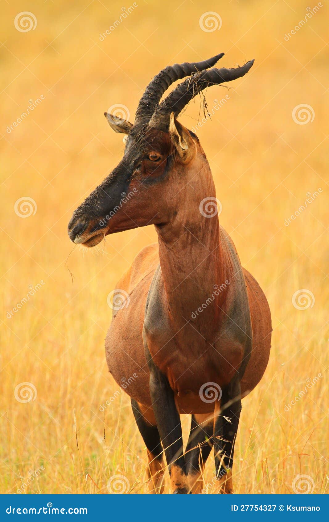 Topi stock image. Image of horizontal, ungulate, wildlife - 27754327