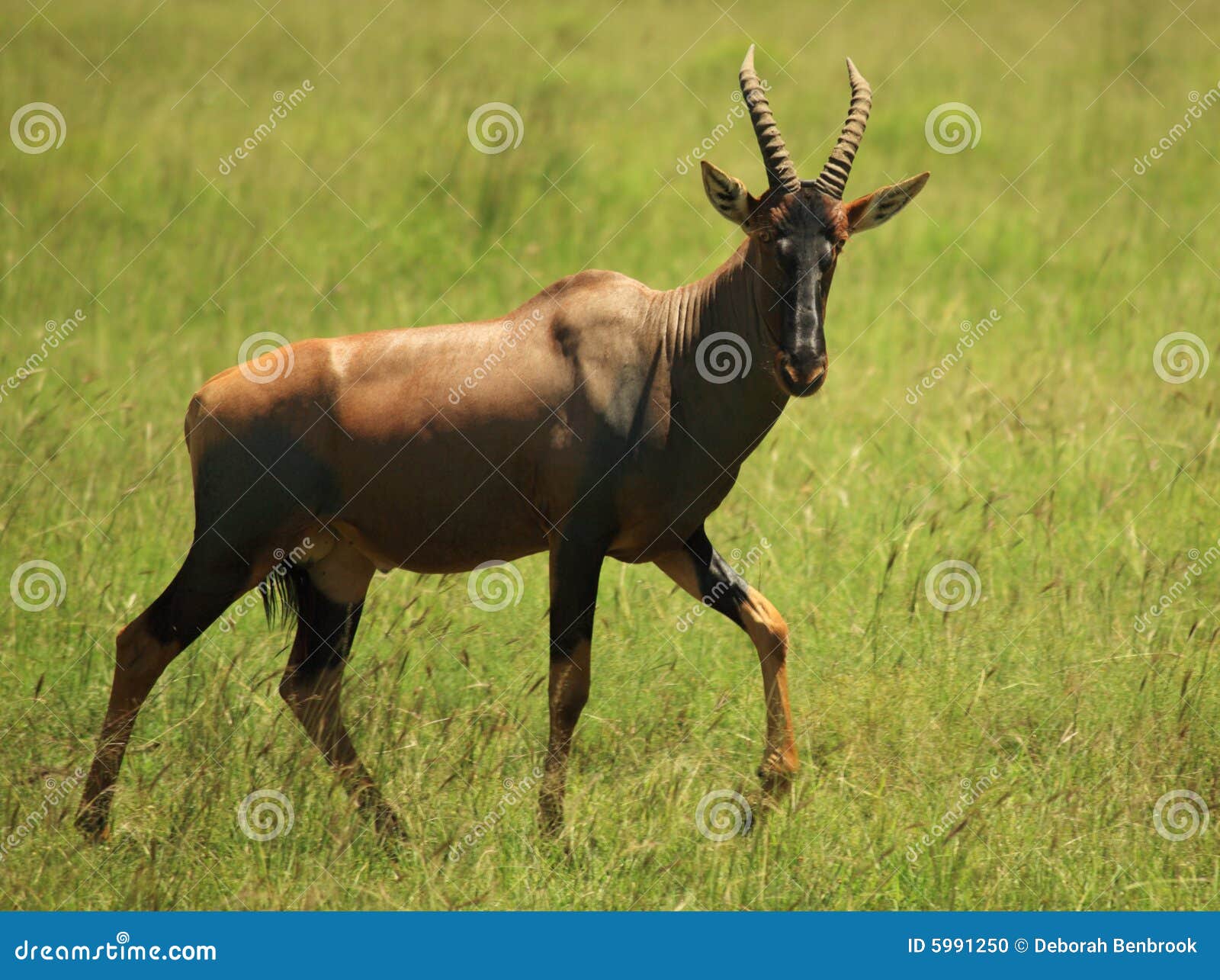 Topi stock photo. Image of grass, mammal, grazing, topi - 5991250