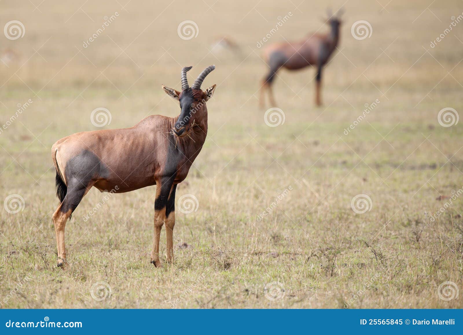 Topi Antelope (Damaliscus Lunatus) Stock Image - Image of antelope ...