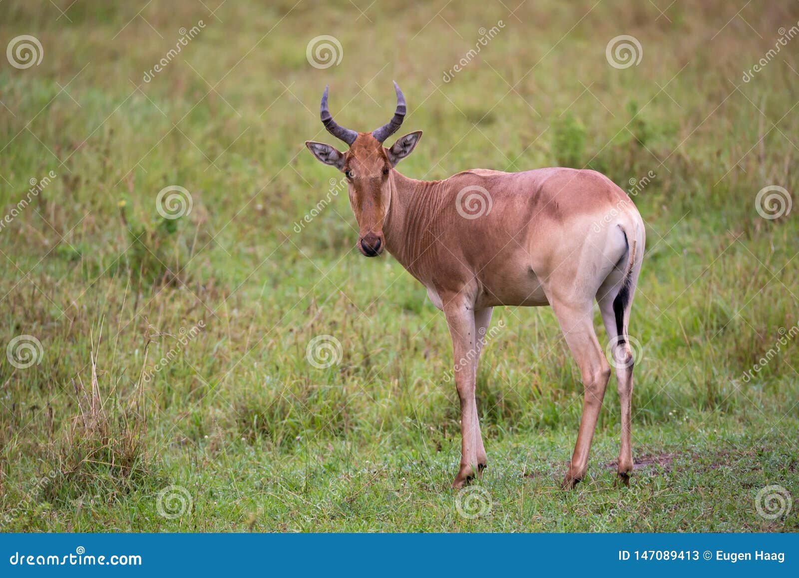 Topi Antelope in the Grassland of Kenya S Savannah Stock Image - Image ...