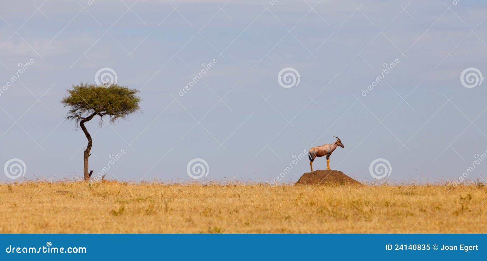 Topi Antelope on guard stock image. Image of guard, colours - 24140835
