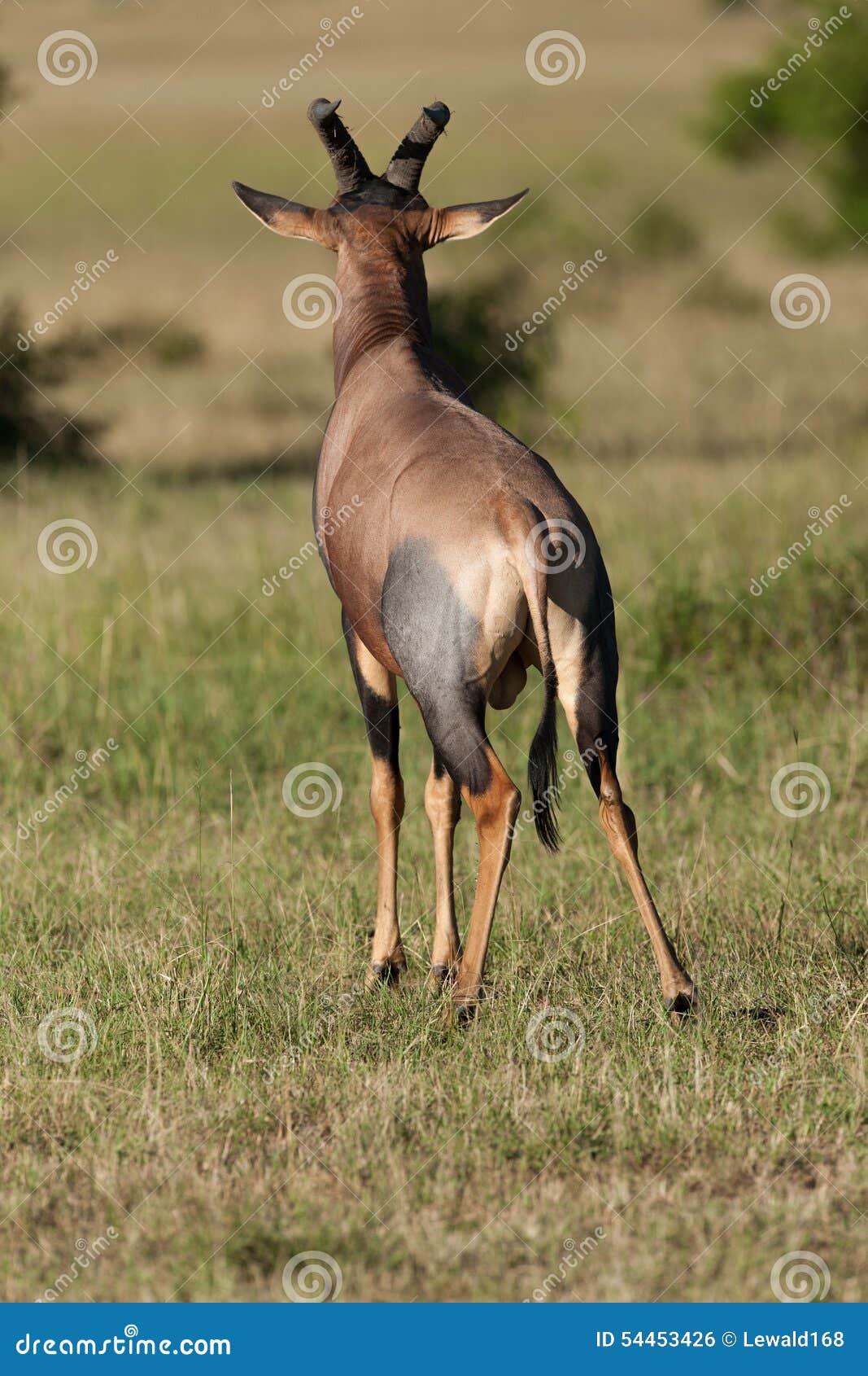 Topi antelope stock photo. Image of topi, masai, wilderness - 54453426