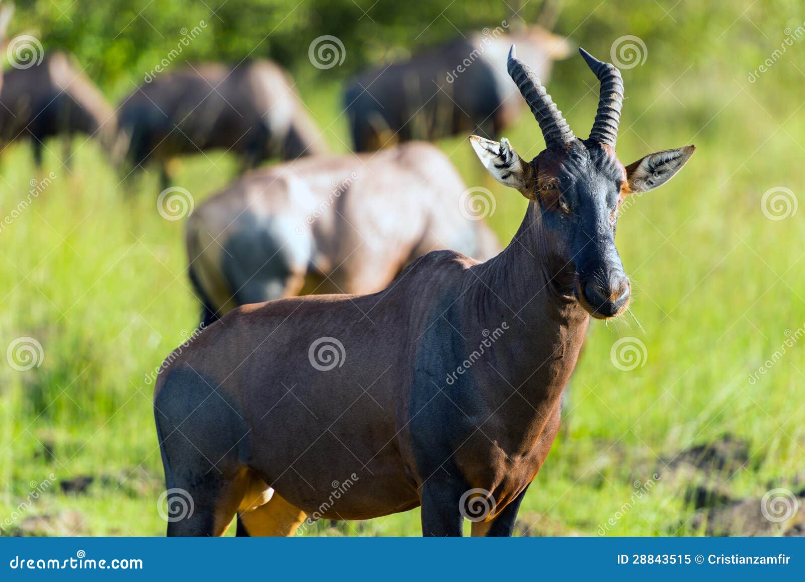 Topi Antelope, Masai Mara, Kenya Stock Image - Image of tiang, animal ...