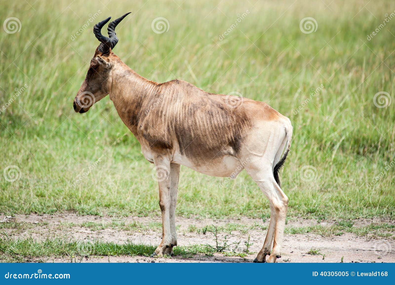 Topi antelope stock image. Image of wilderness, ungulate - 40305005