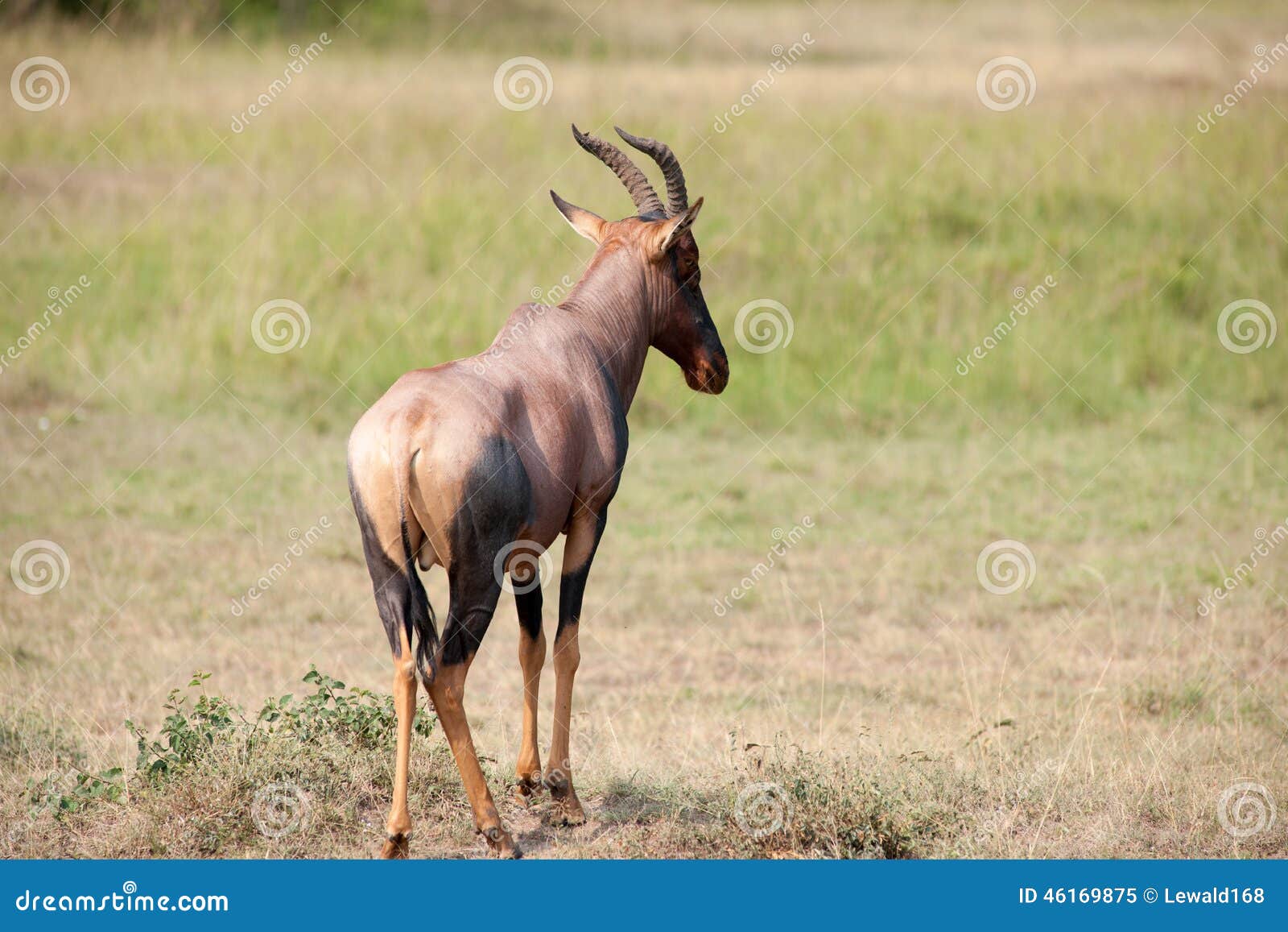 Topi antelope stock image. Image of kenya, nature, africa - 46169875