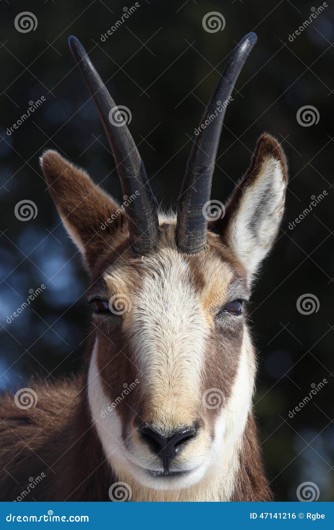 Topi stock photo. Image of animal, snout, topi, mountain - 47141216