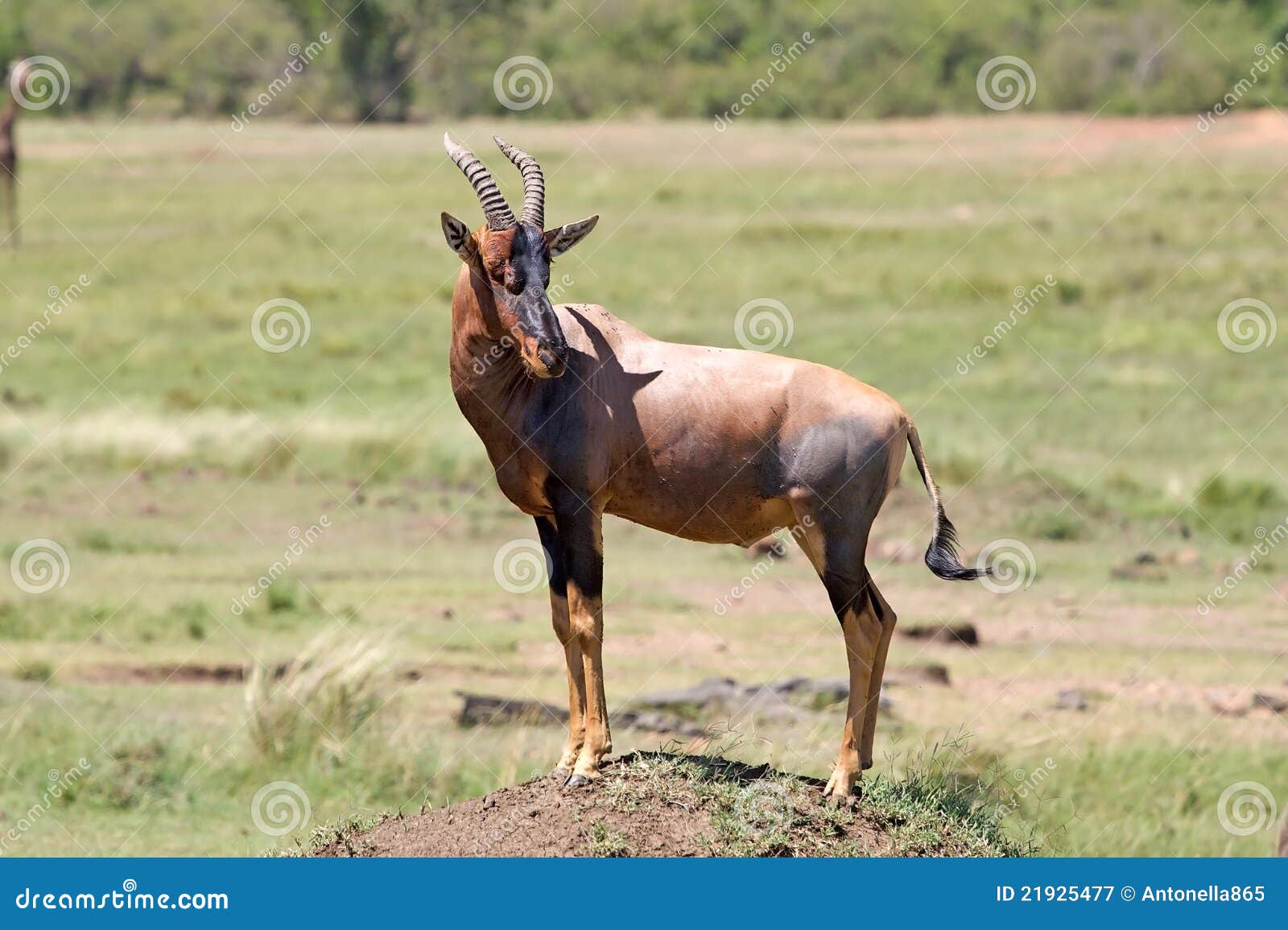 Topi (Damaliscus korrigum) stock image. Image of species - 21925477