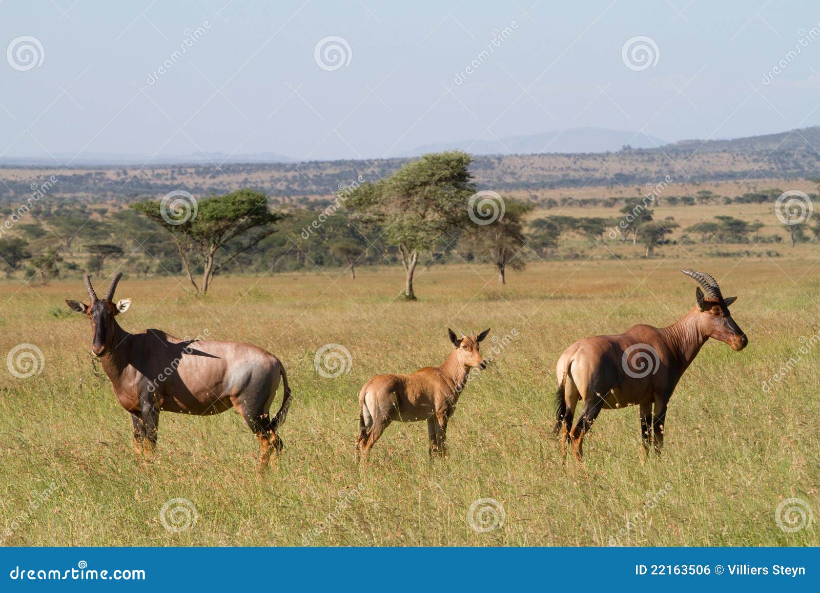Topi herd stock photo. Image of horns, light, calf, lush - 22163506