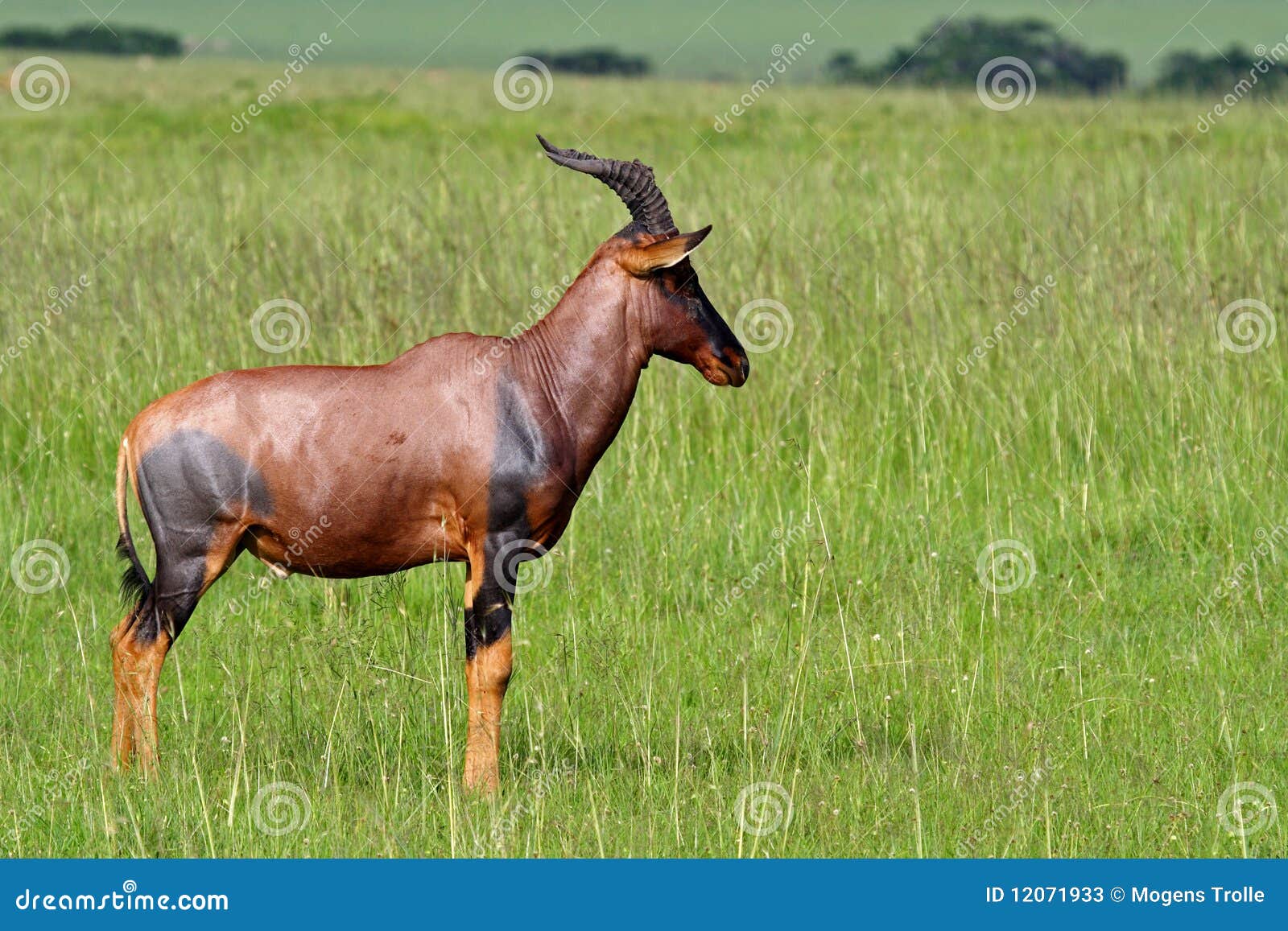 Topi Male Territorial Display, Masai Mara Stock Image - Image of grass ...