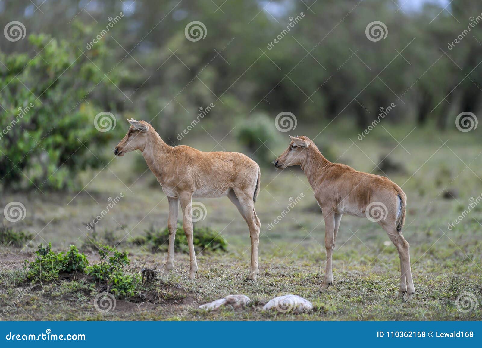 Topiantelope stock photo. Image of topi, safari, tree - 110362168