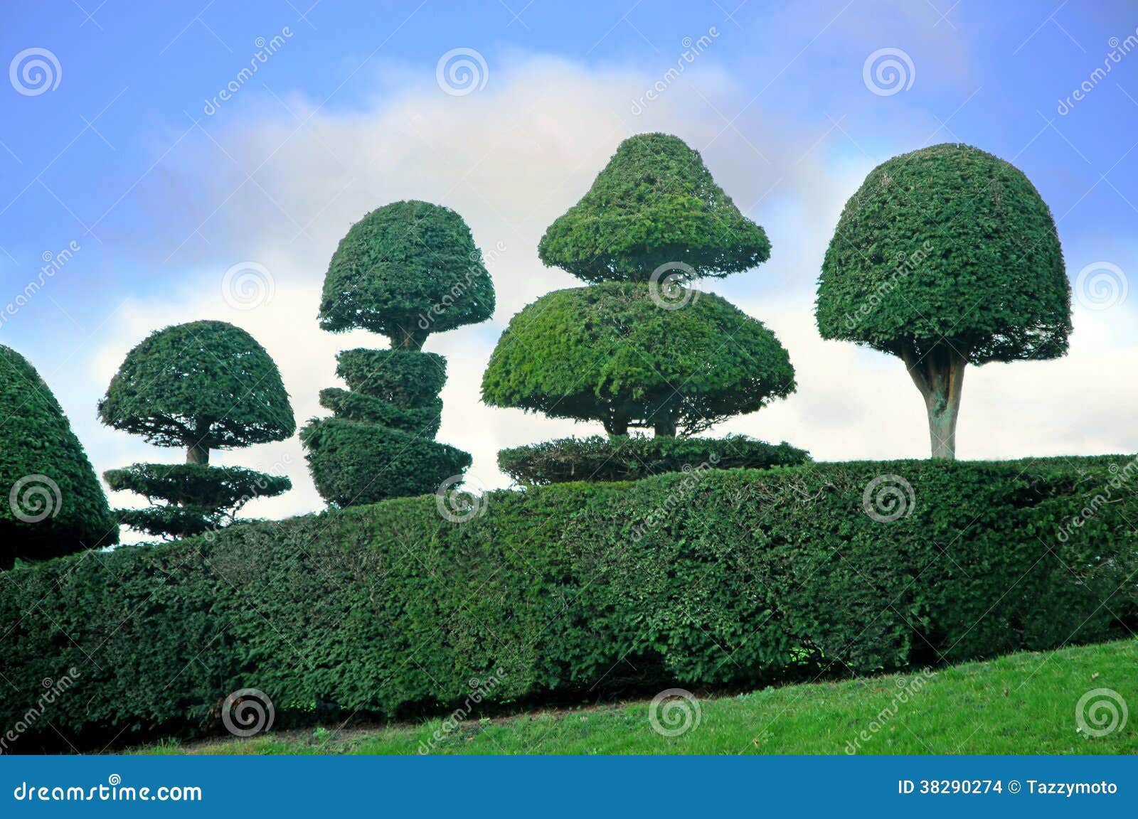 Topiary stock photo. Image of shaped, hedge, topiary - 38290274