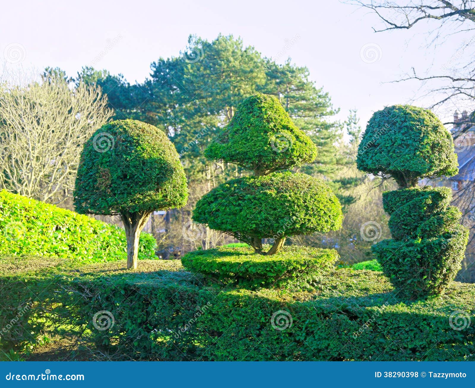 Topiary stock photo. Image of trees, topiary, buxus, three - 38290398
