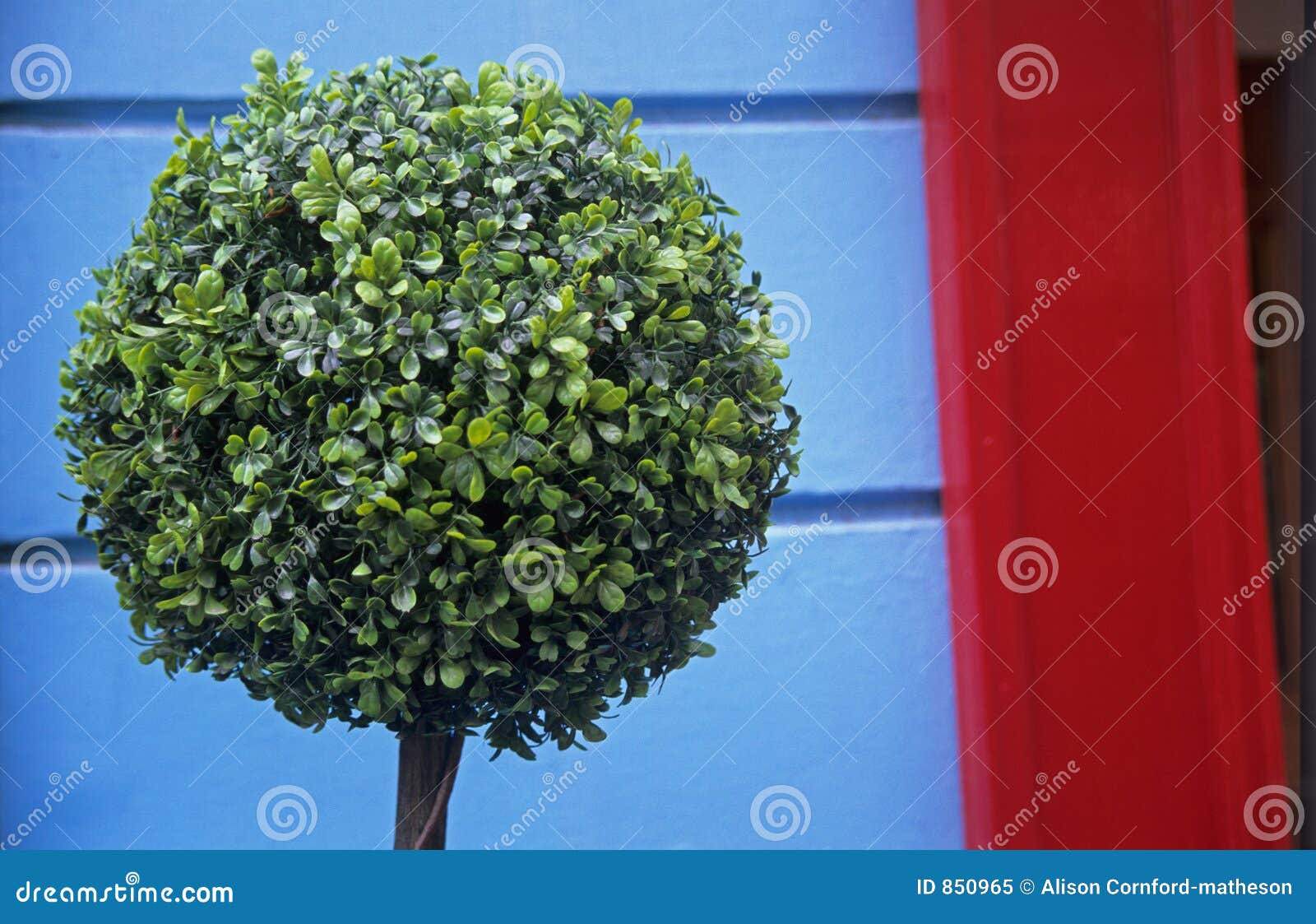 Topiary stock image. Image of bold, siding, colorful, colour - 850965