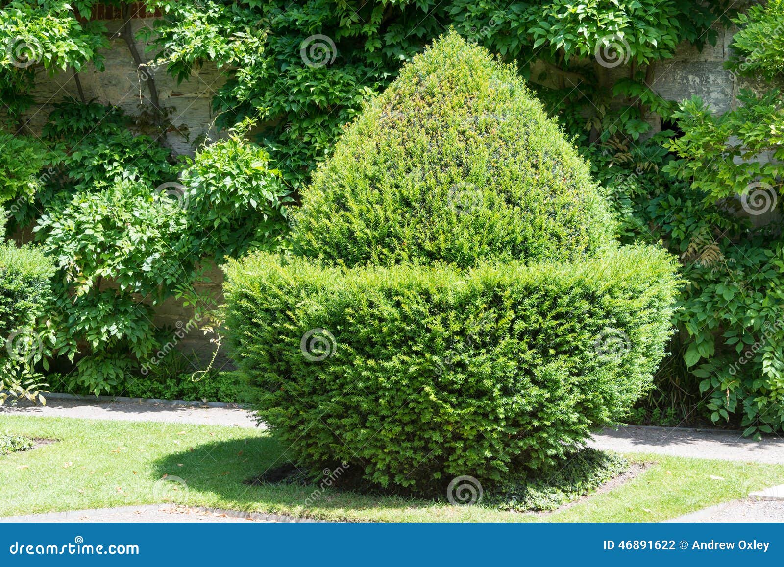 Topiary acorn stock photo. Image of horticulture, decorative - 46891622