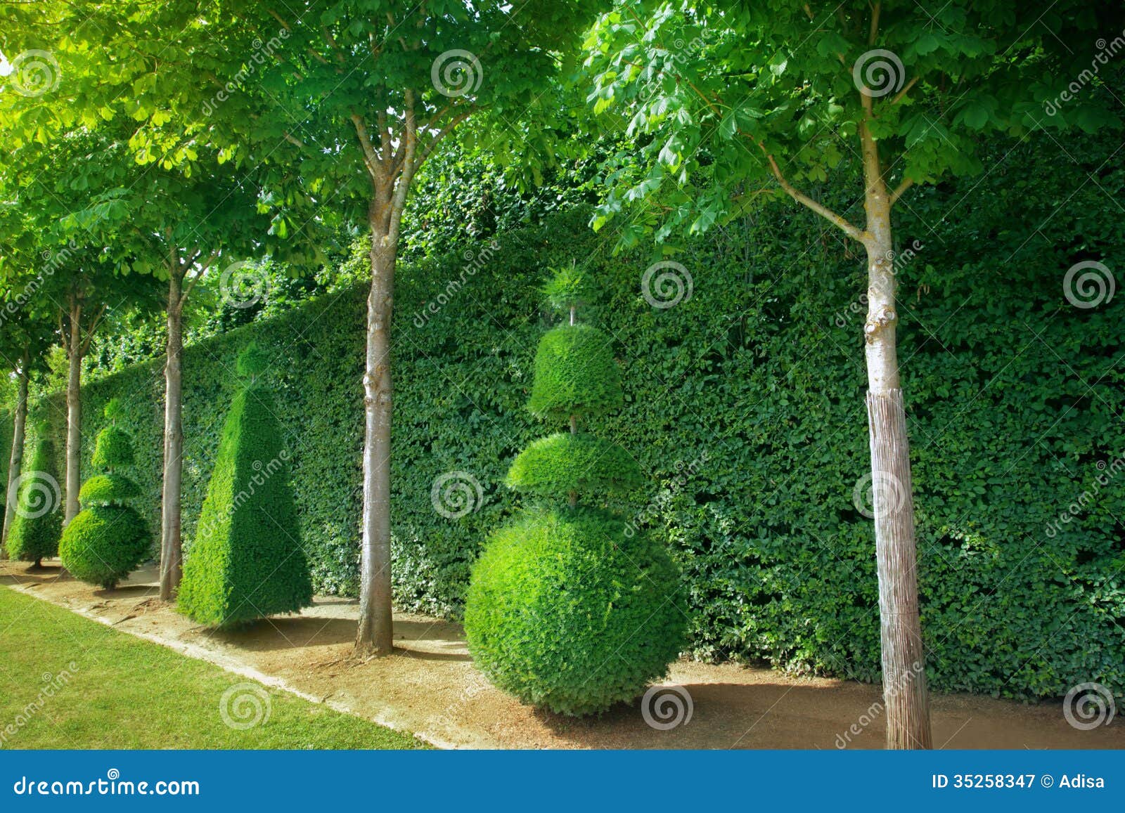 Topiary trees stock image. Image of foliage, conical - 35258347