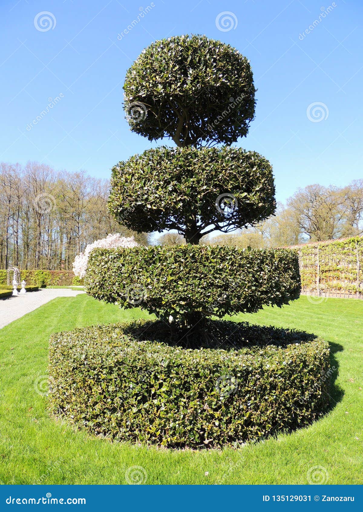 Topiary Figure from a Stubby Holly. Regular Park Stock Image - Image of ...