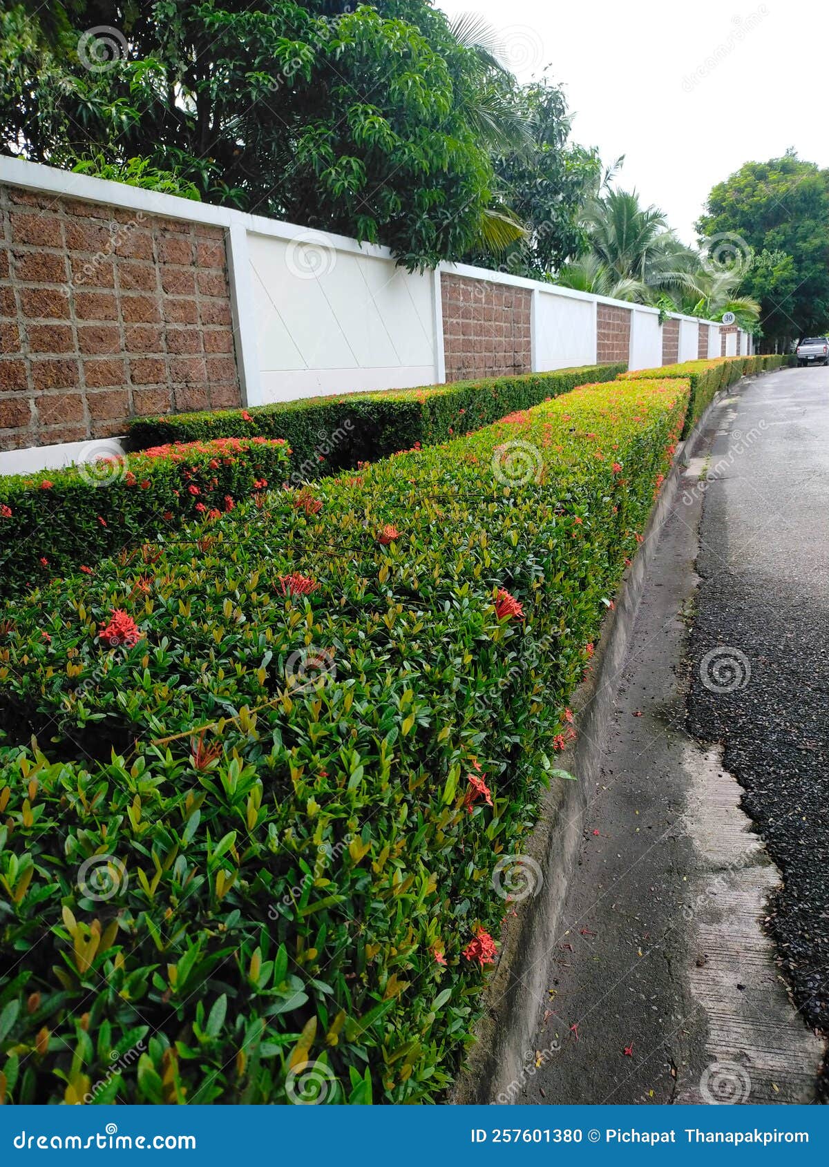 Topiary, Geometric Ixora Plants with Red Ixora Flowers Stock Photo ...