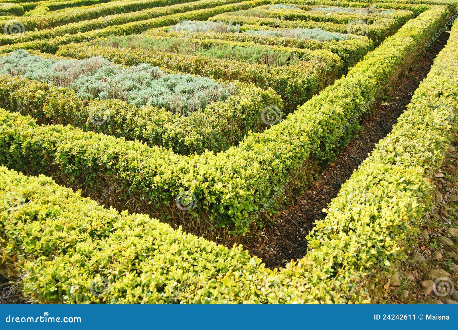 Topiary hedge garden stock image. Image of edge, design - 24242611