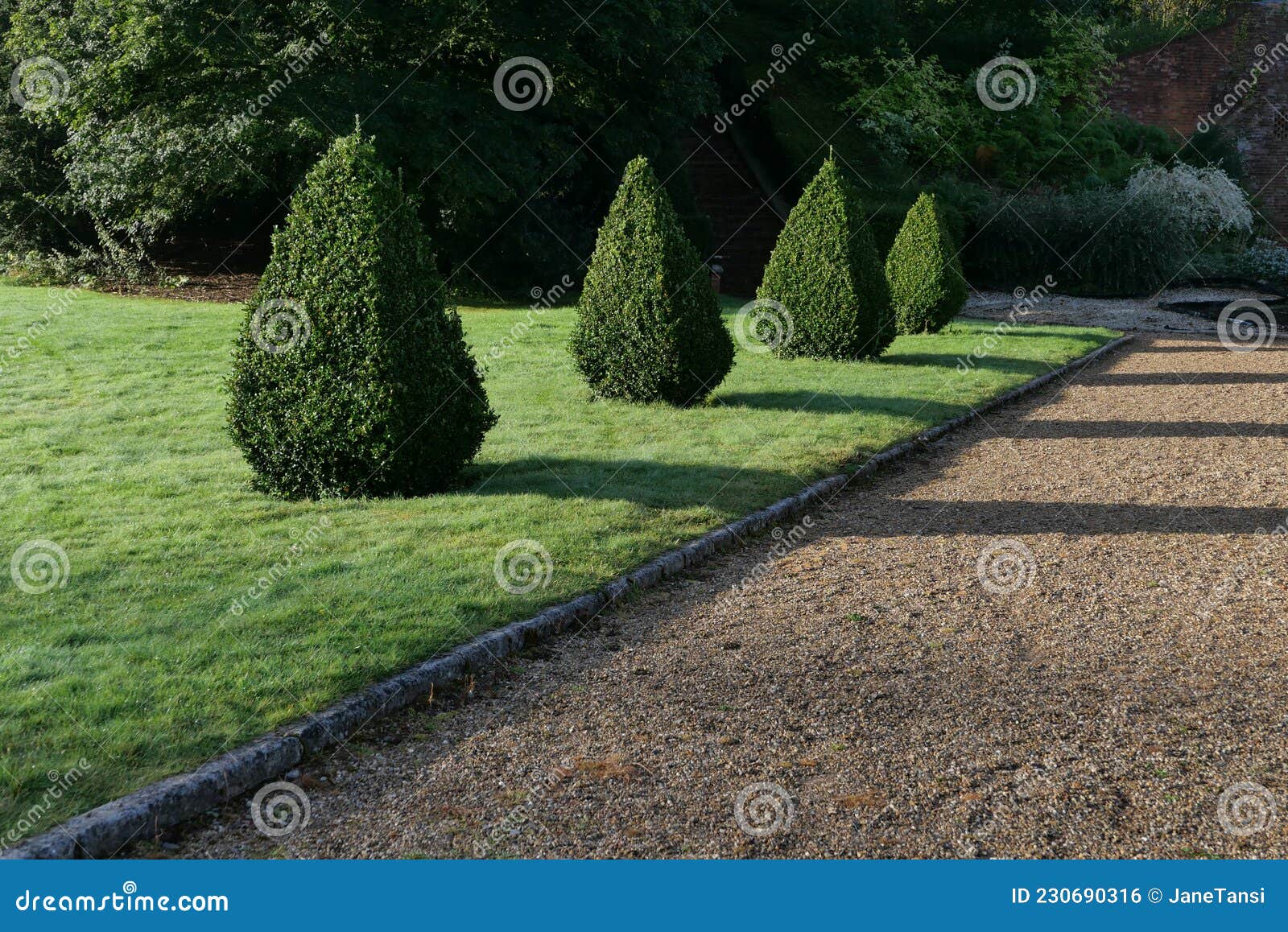 Topiary Image with Four Pyramid Shaped Bushes with Long Evening Shadows ...