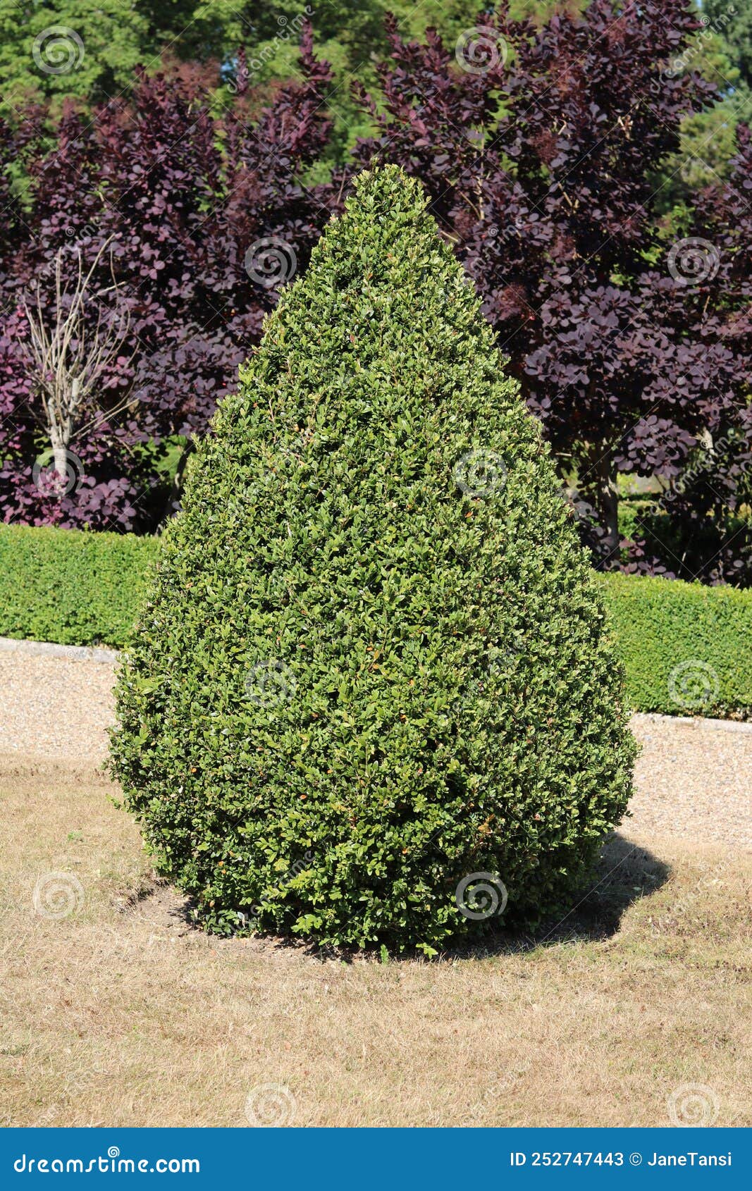 Topiary Image Showing Cone Shaped Bush With Cotinus In Background ...