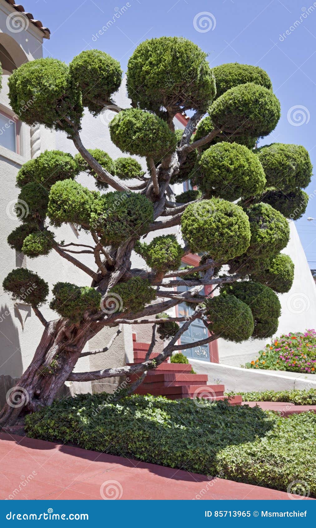 Yew Tree Topiary Border Royalty-Free Stock Photography | CartoonDealer ...