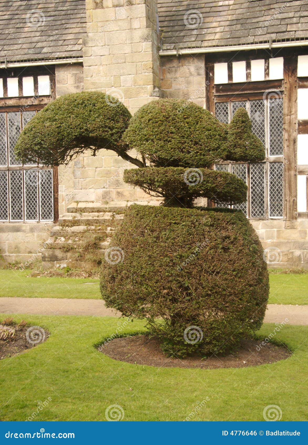Topiary Squirrel stock photo. Image of topiary, grow, gardening - 4776646